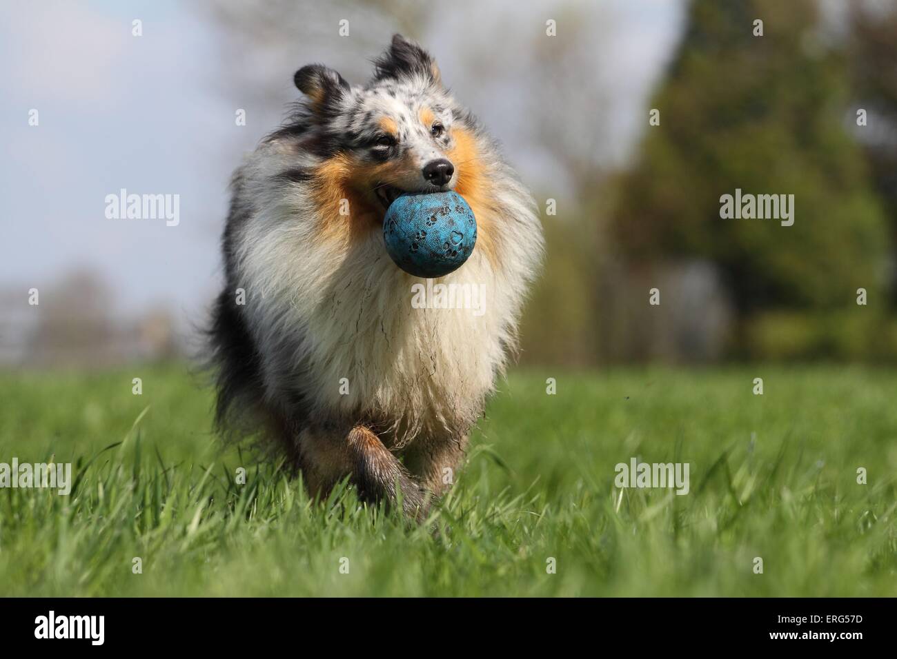 Mouth sheepdogs hi-res stock photography and images - Alamy