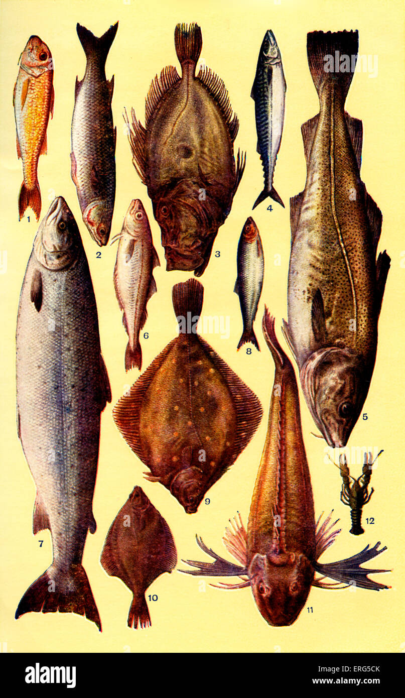 Cod fish illustration hi-res stock photography and images - Alamy