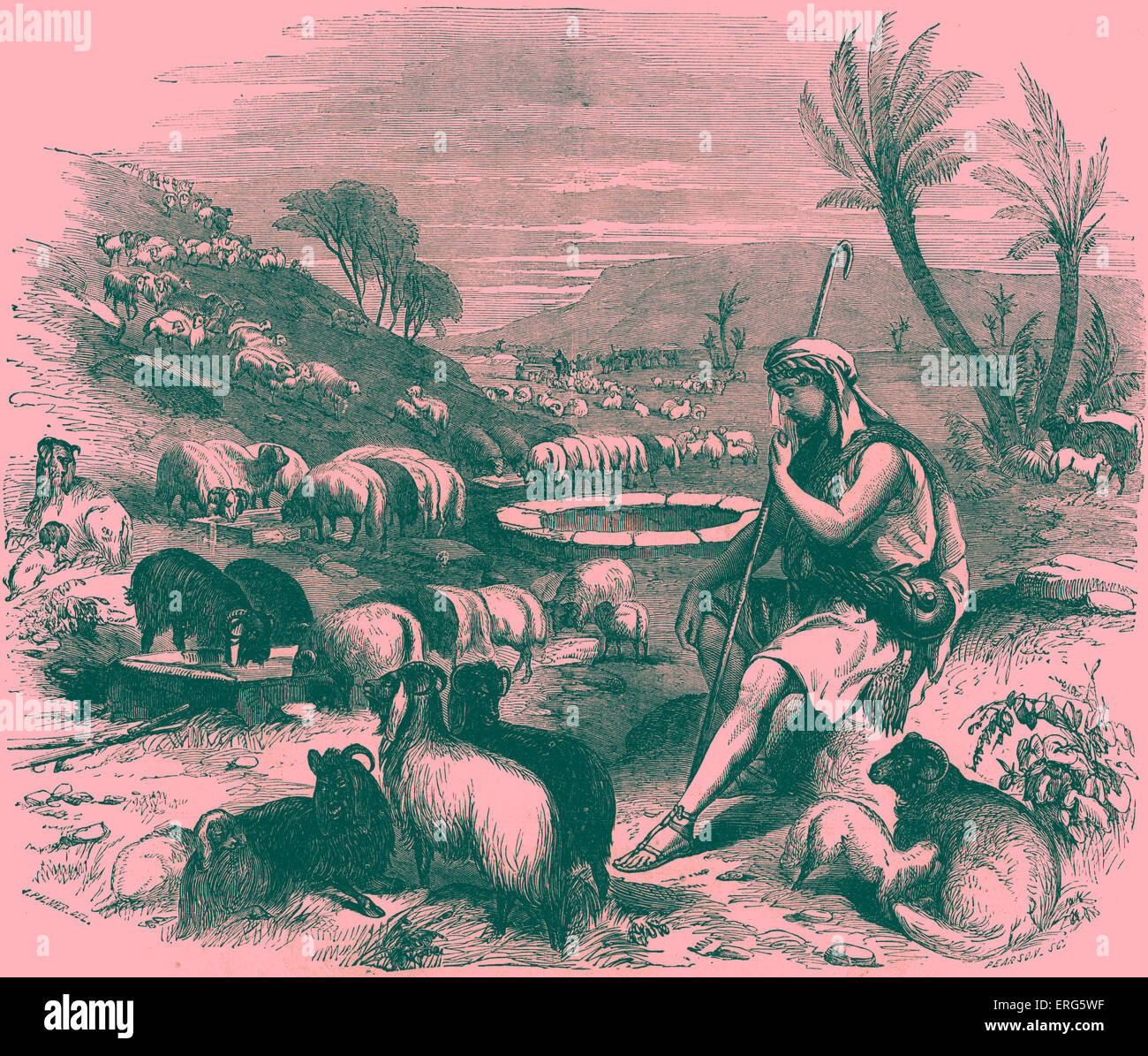 Jacob looking after Laban 's flocks of sheep. Genesis, chapter XXX ...