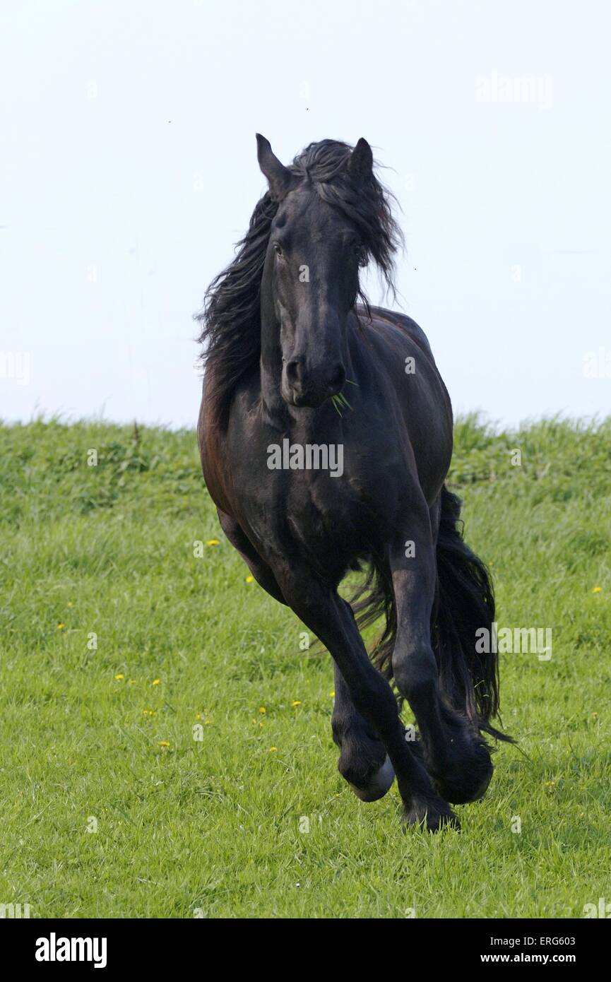 running Friesian Horse Stock Photo - Alamy