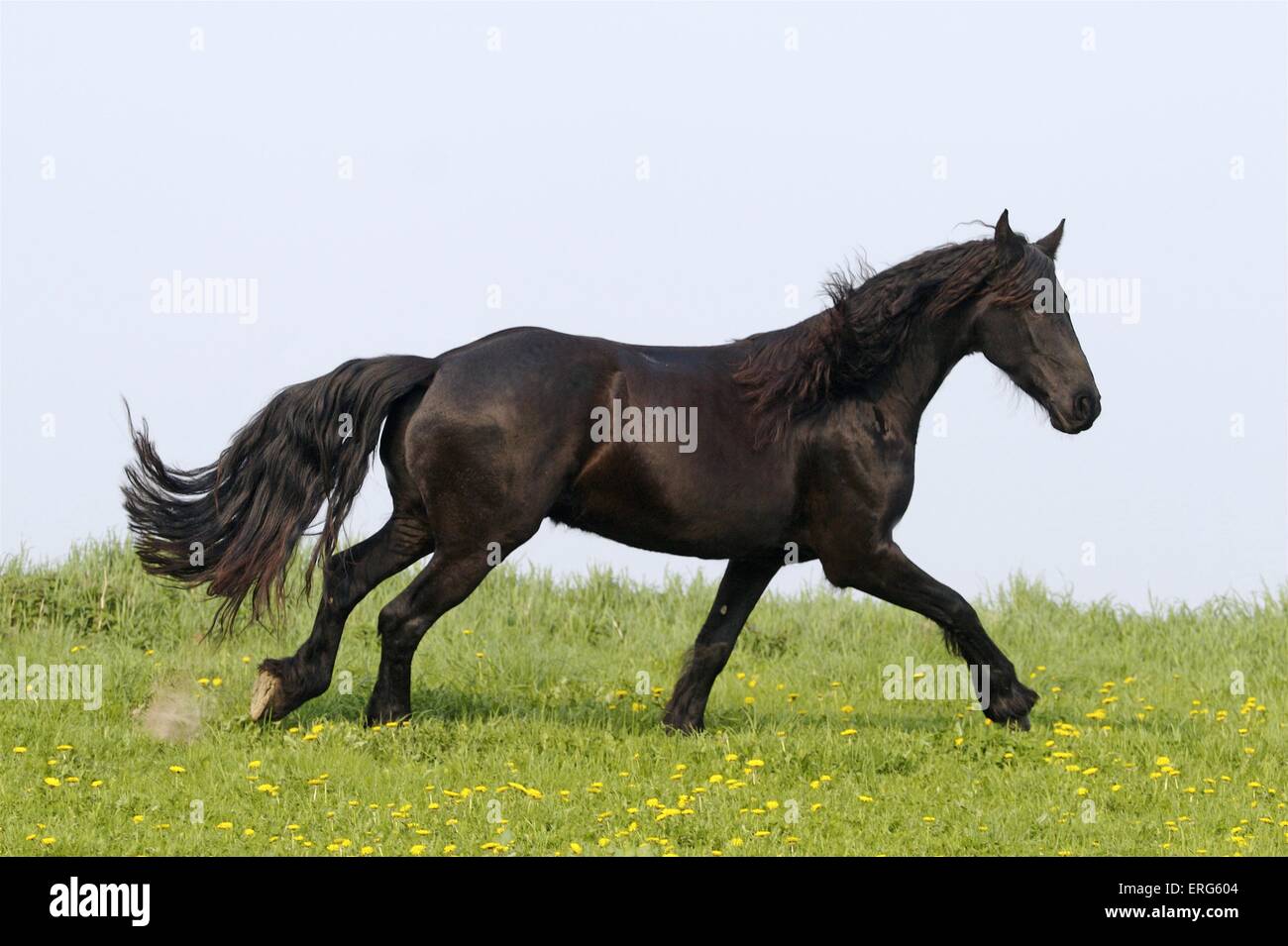 running Friesian Horse Stock Photo - Alamy