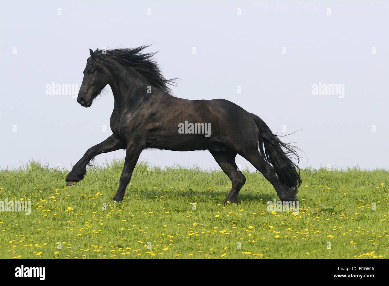 running Friesian Horse Stock Photo - Alamy