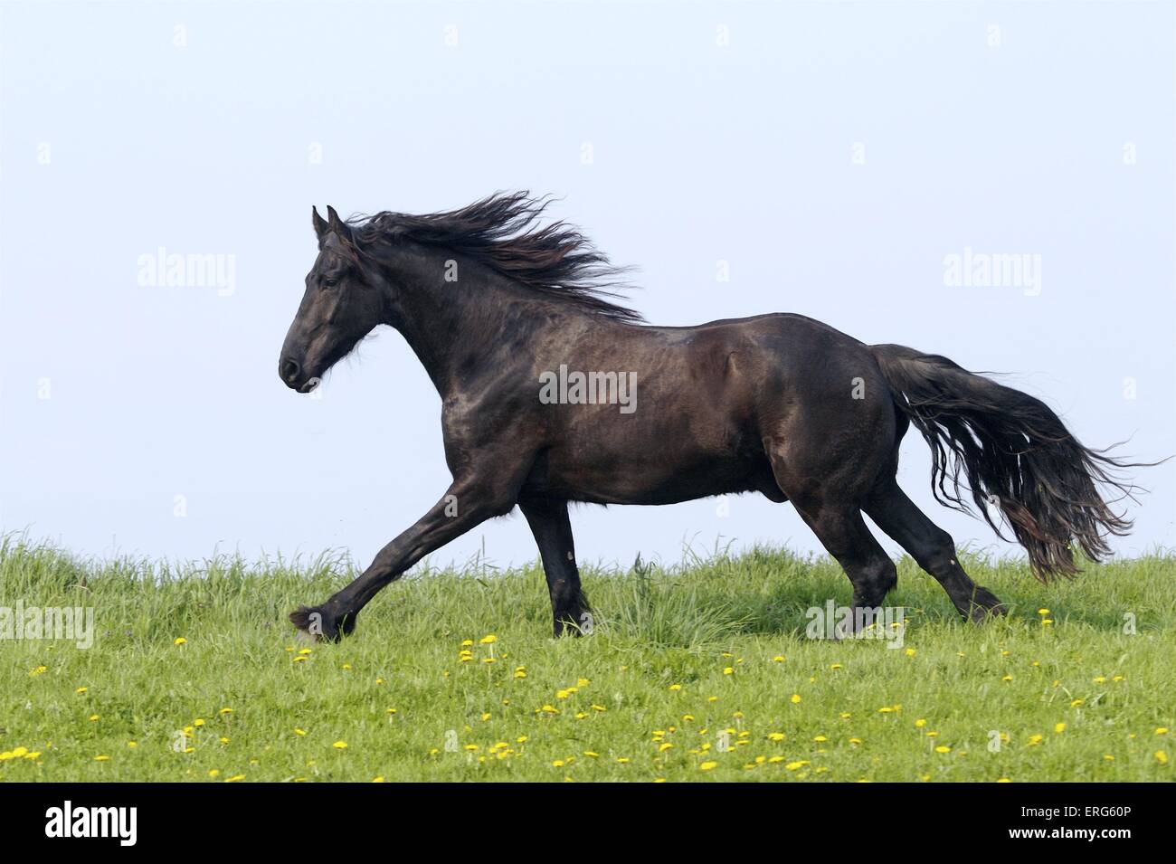 running Friesian Horse Stock Photo - Alamy