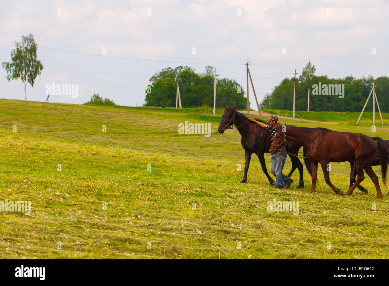Steed field hi-res stock photography and images - Alamy