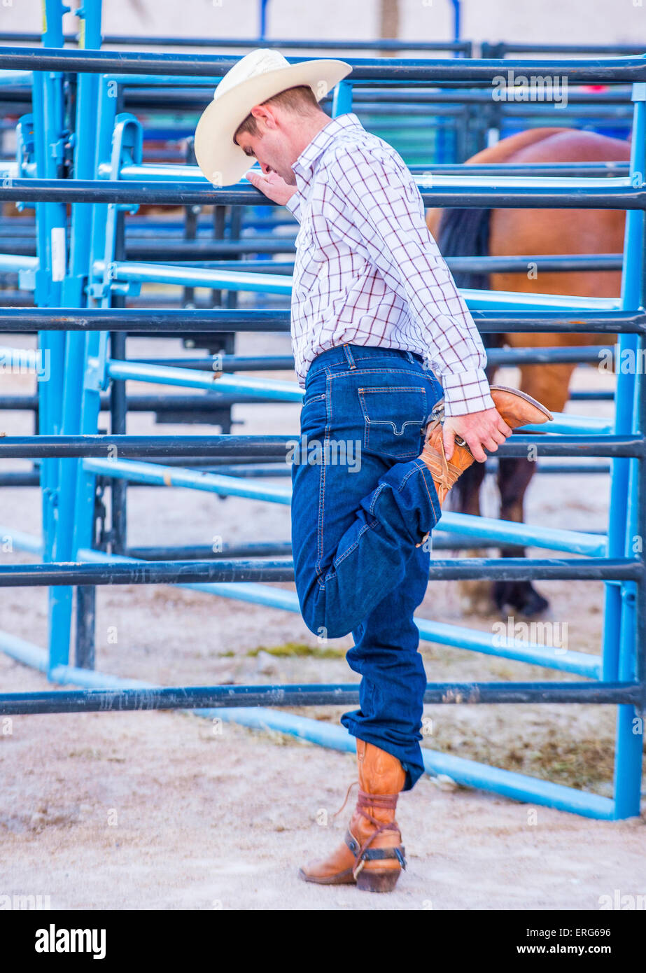 Cowboy preparing for the Helldorado days Rodeo , A professional rodeo ...