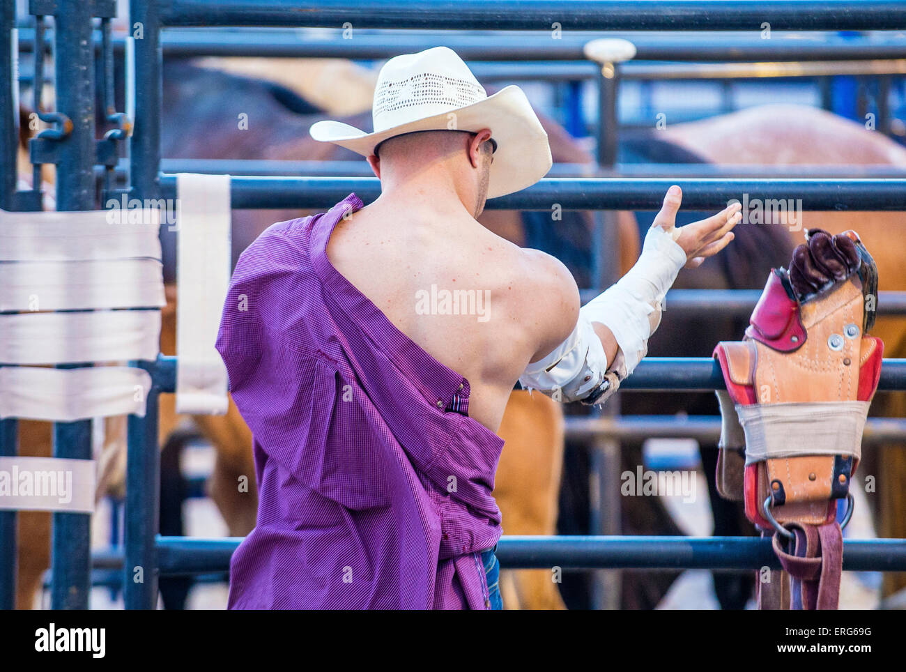 Cowboy preparing for the Helldorado days Rodeo , A professional rodeo ...
