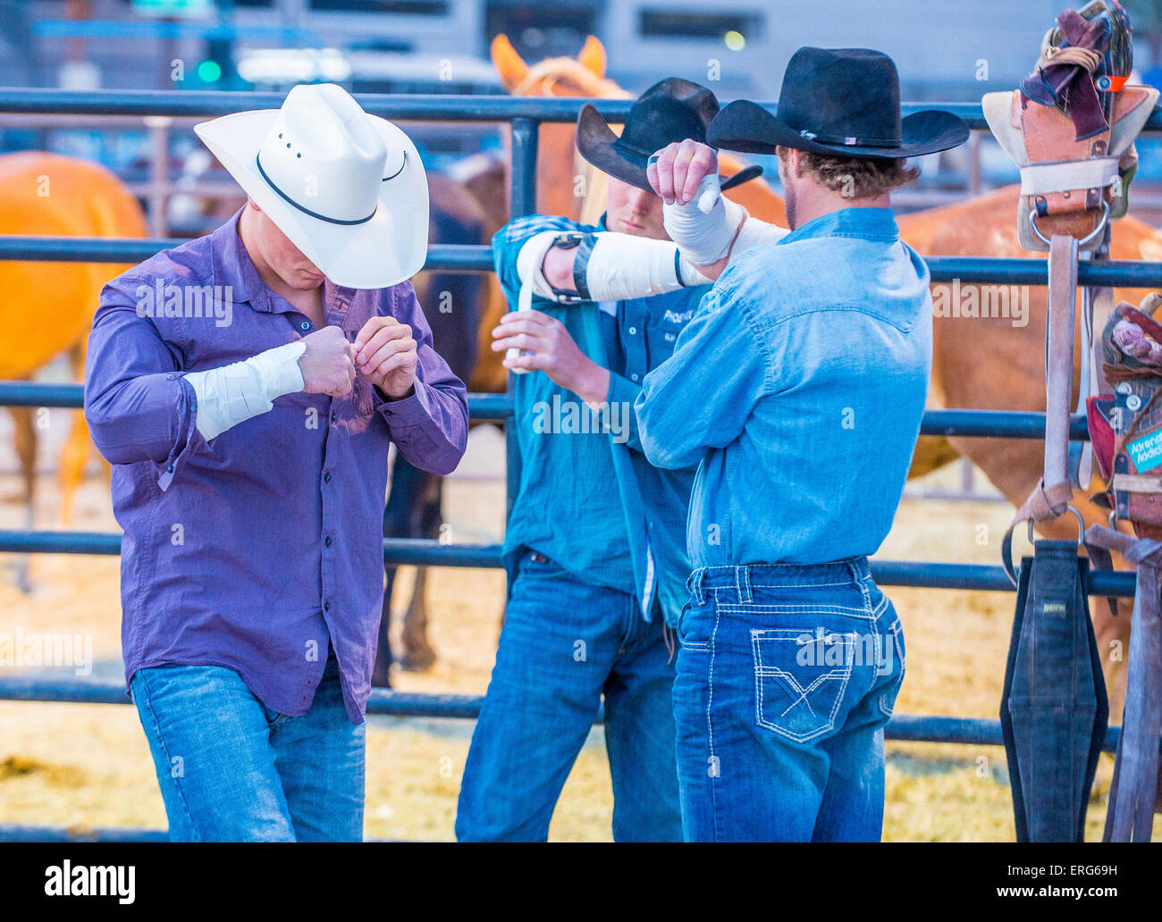 Cowboys preparing for the Helldorado days Rodeo , A professional rodeo ...