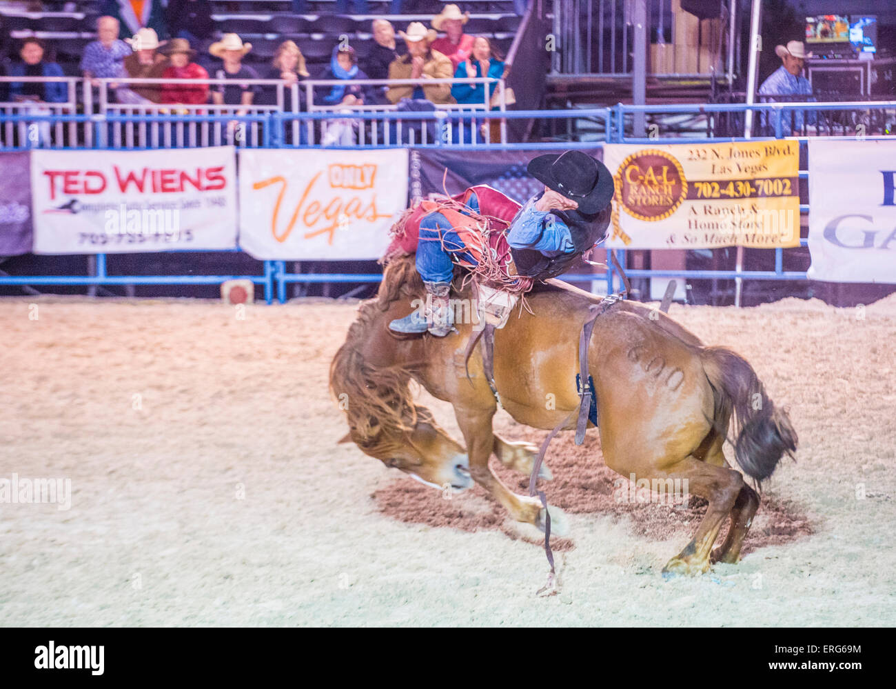 Cowboy Participating in a Bucking Horse Competition at the Helldorado ...