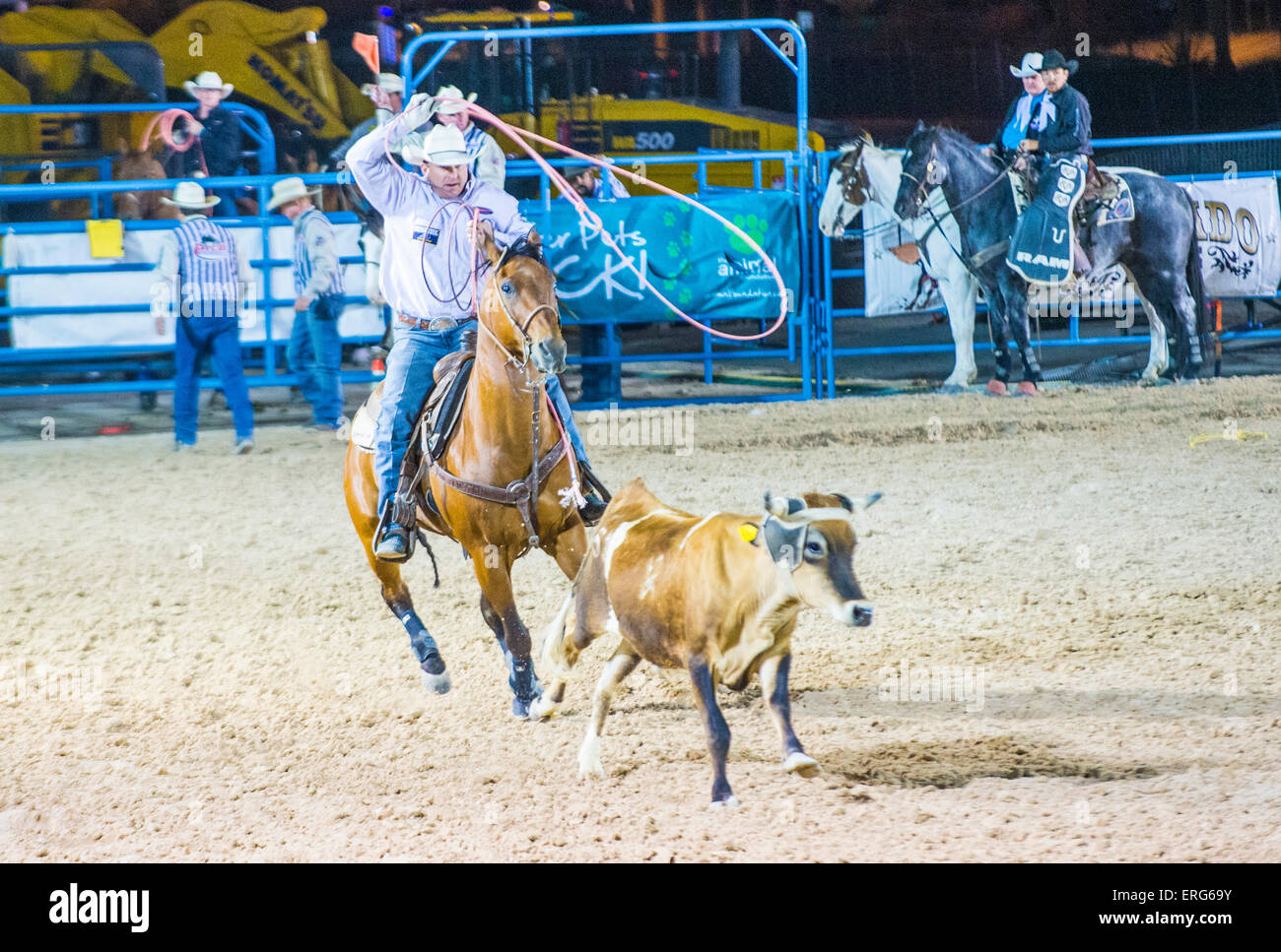 Cowboy Participating in a Calf roping Competition at the Helldorado ...