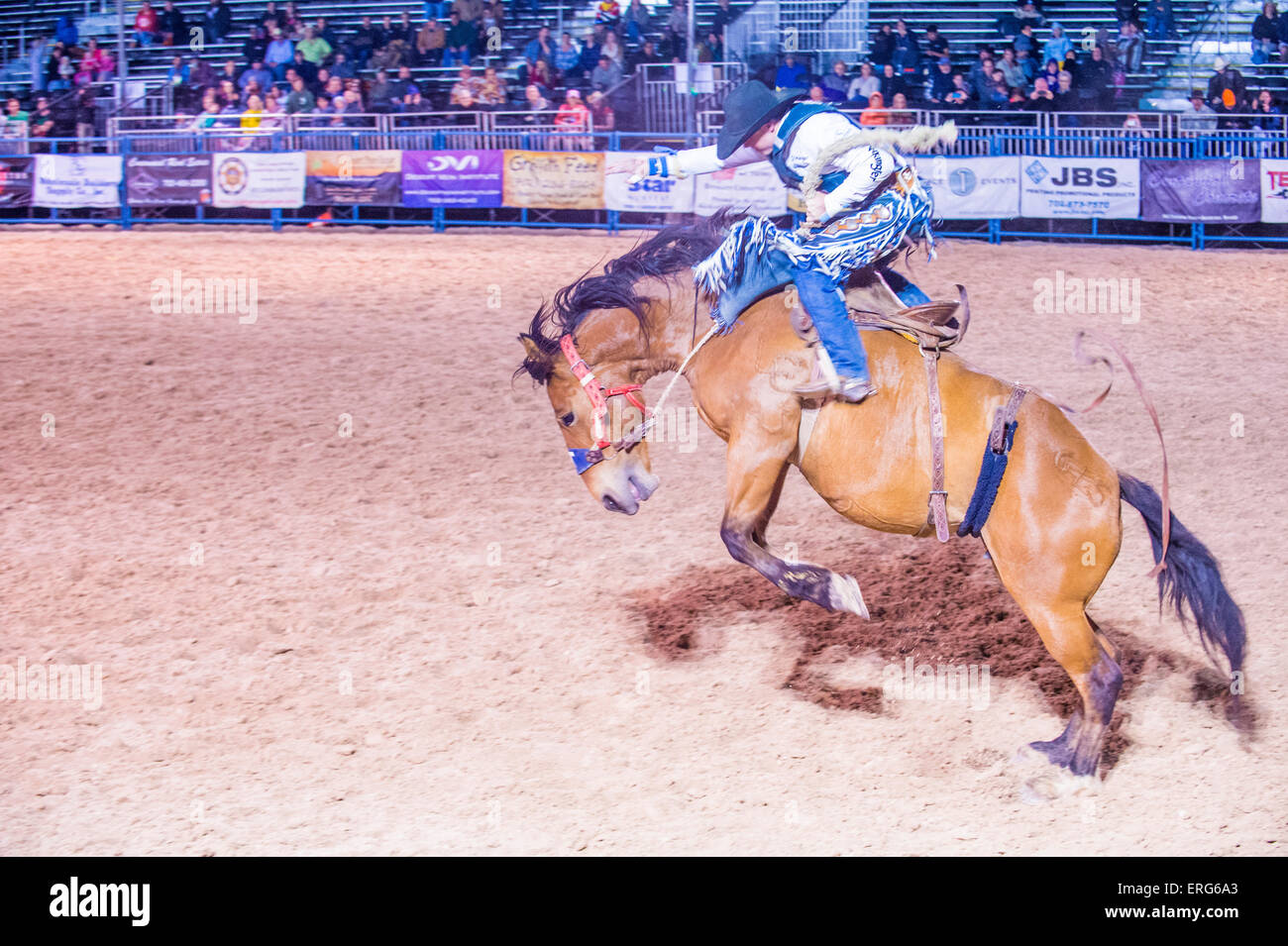 Cowboy Participating in a Bucking Horse Competition at the Helldorado ...