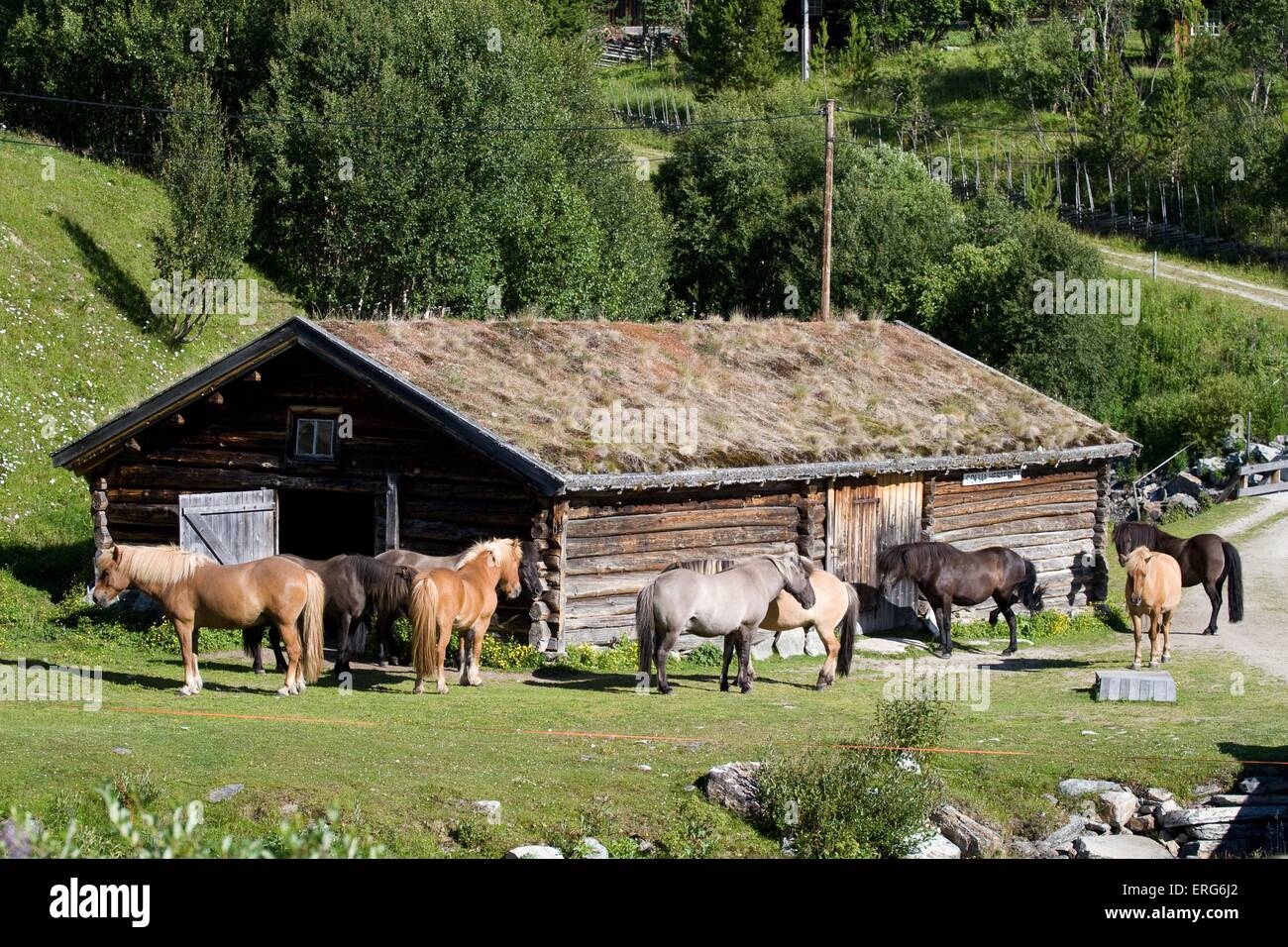 Group icelandic horses stands hi-res stock photography and images - Alamy