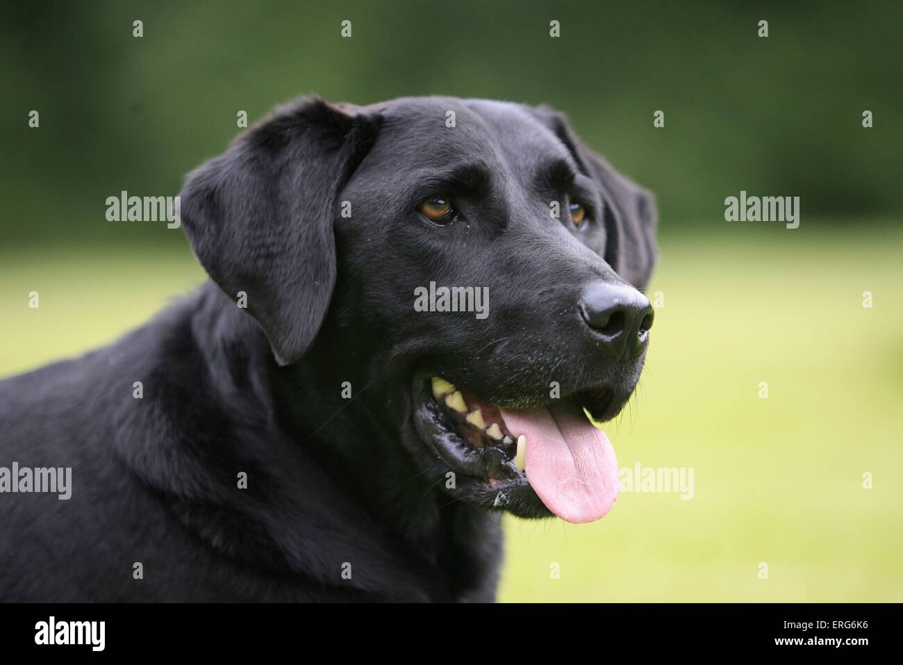 Labrador Retriever Portrait Stock Photo - Alamy