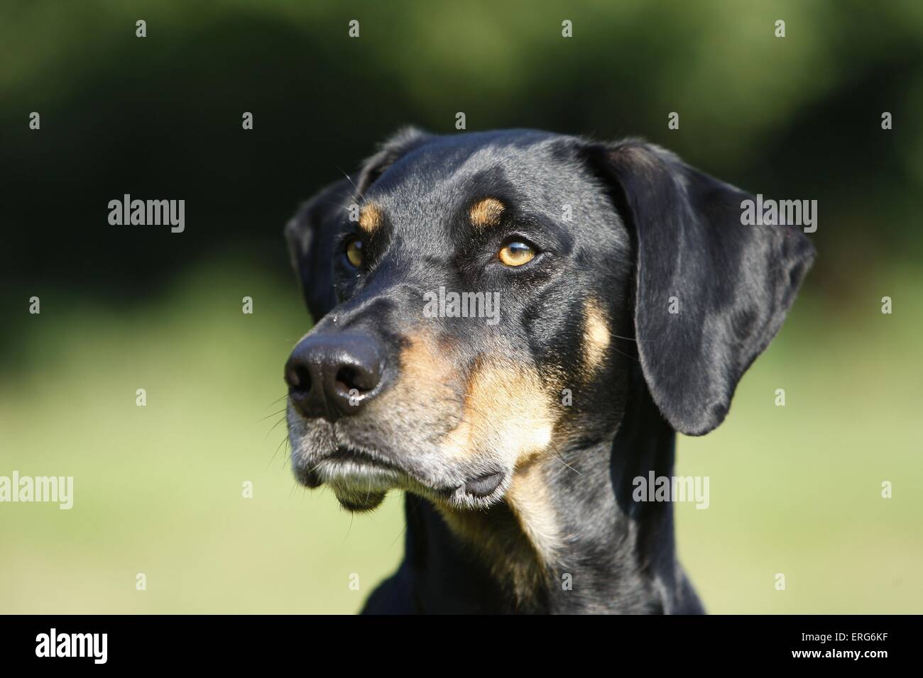 Black brown crossbreed hi-res stock photography and images - Alamy