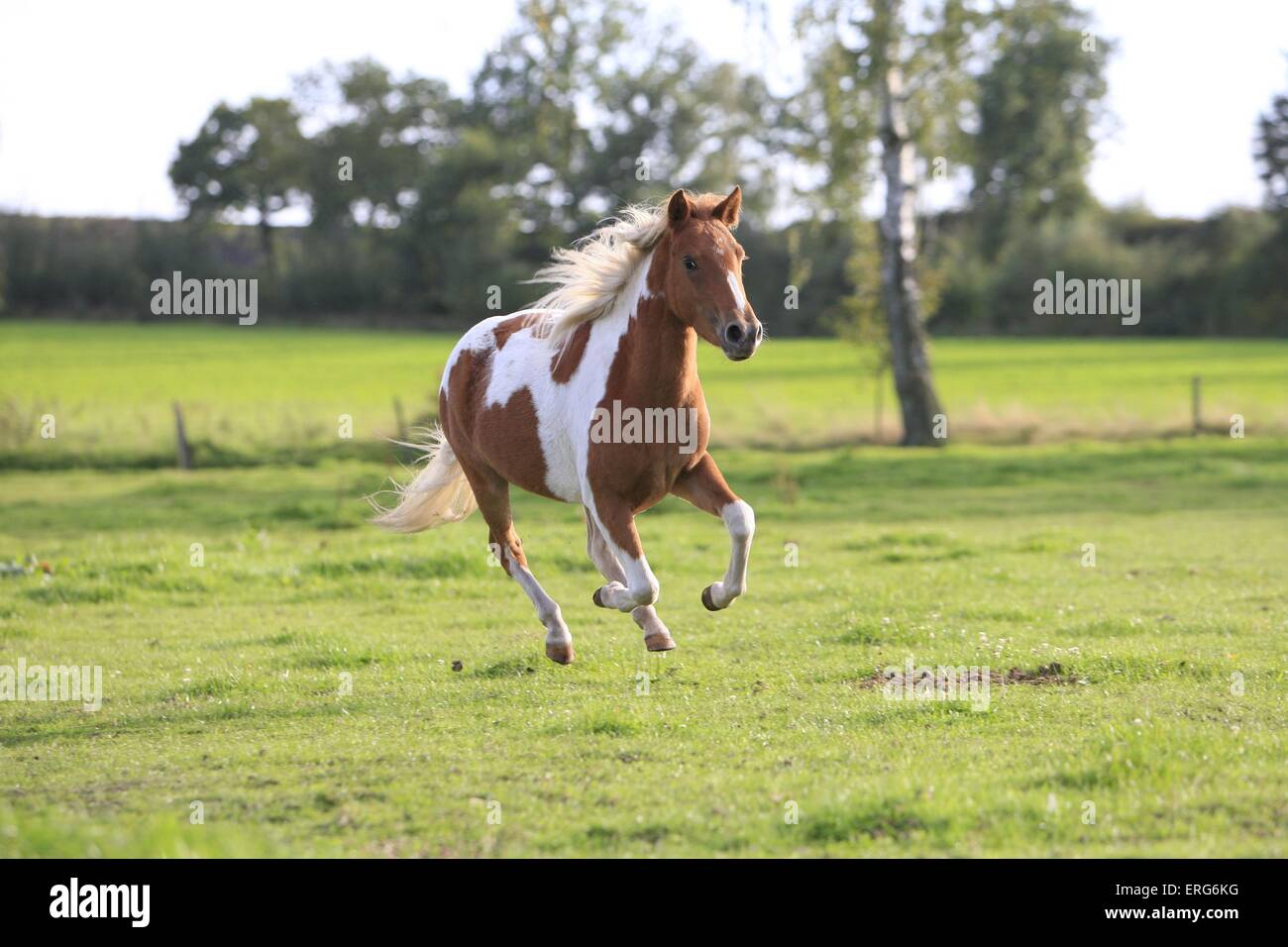 Pony galloping hi-res stock photography and images - Alamy