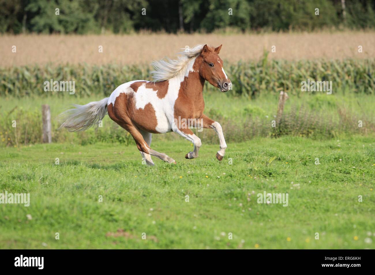 Pony galloping hi-res stock photography and images - Alamy