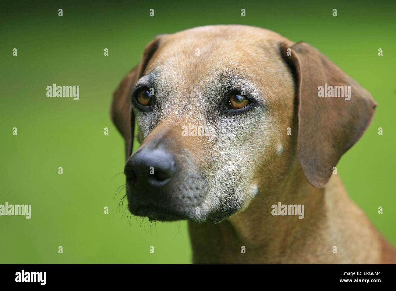 Rhodesian Ridgeback Senior Stock Photo - Alamy