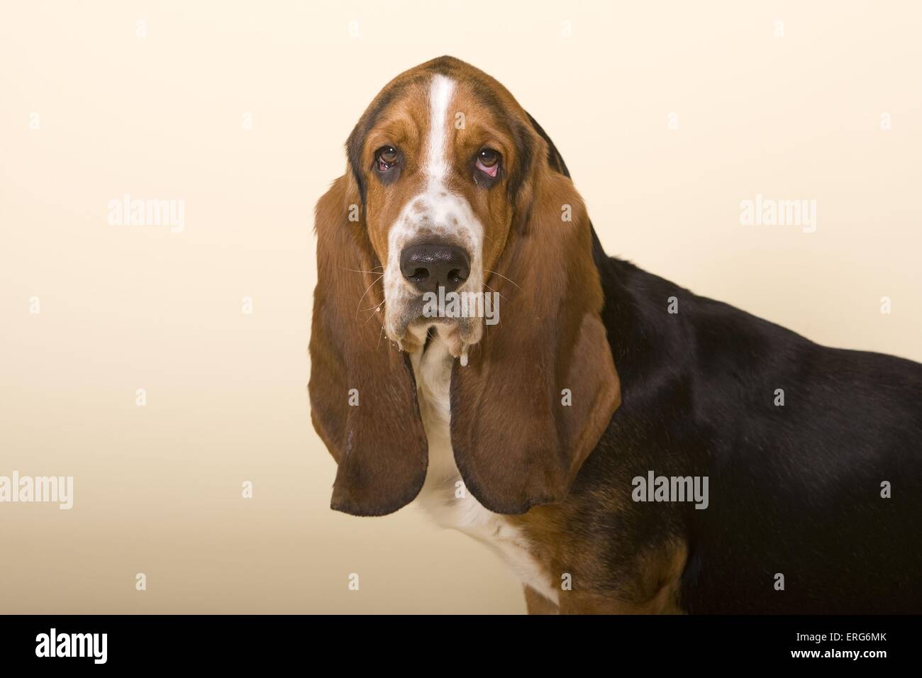 Basset Hound Portrait Stock Photo - Alamy