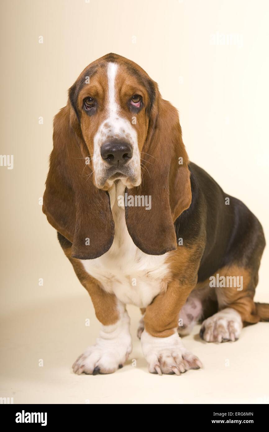 Basset hound tricolor hi-res stock photography and images - Alamy