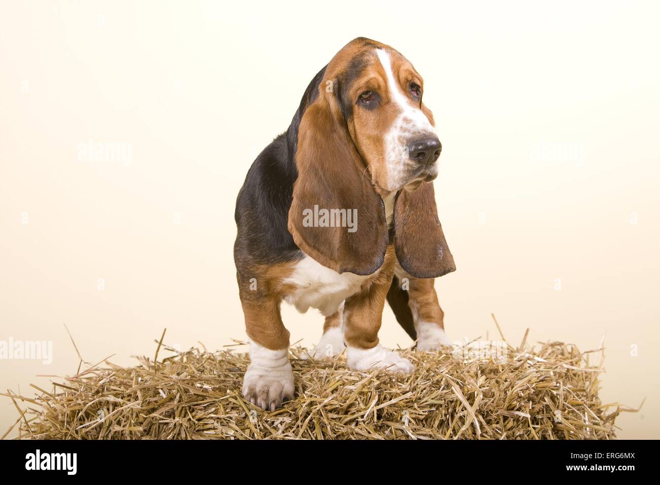 Basset hound tricolor hi-res stock photography and images - Alamy