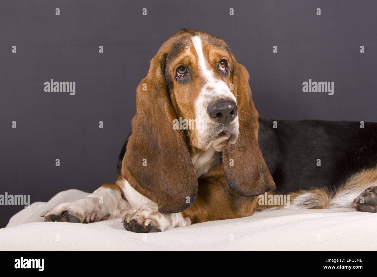 Basset hound tricolor hi-res stock photography and images - Alamy