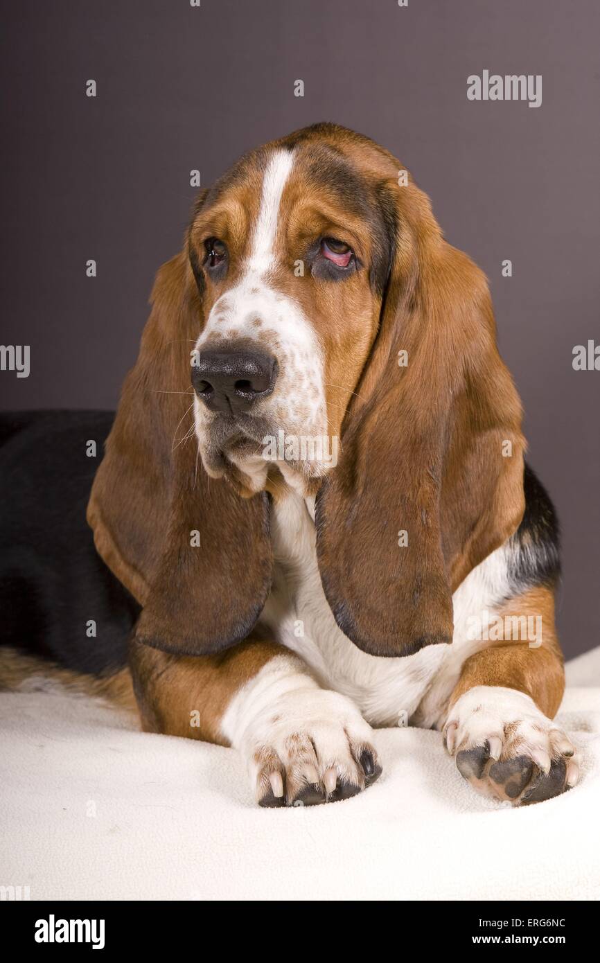 Basset hound tricolor hi-res stock photography and images - Alamy