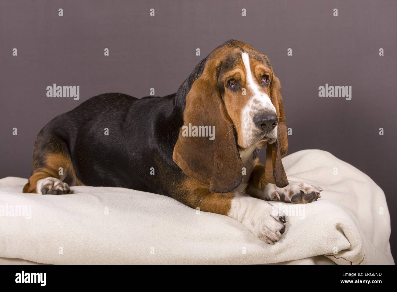 Basset hound tricolor hi-res stock photography and images - Alamy