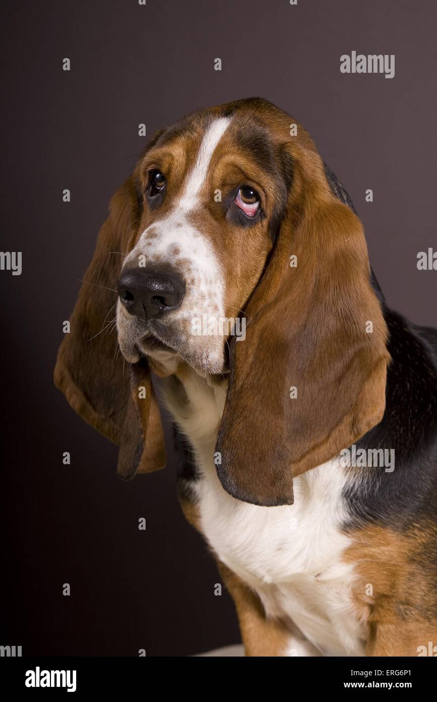 Basset Hound Portrait Stock Photo - Alamy
