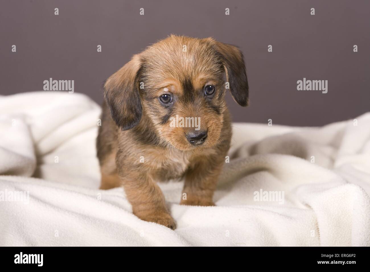 Very young puppy hi-res stock photography and images - Alamy