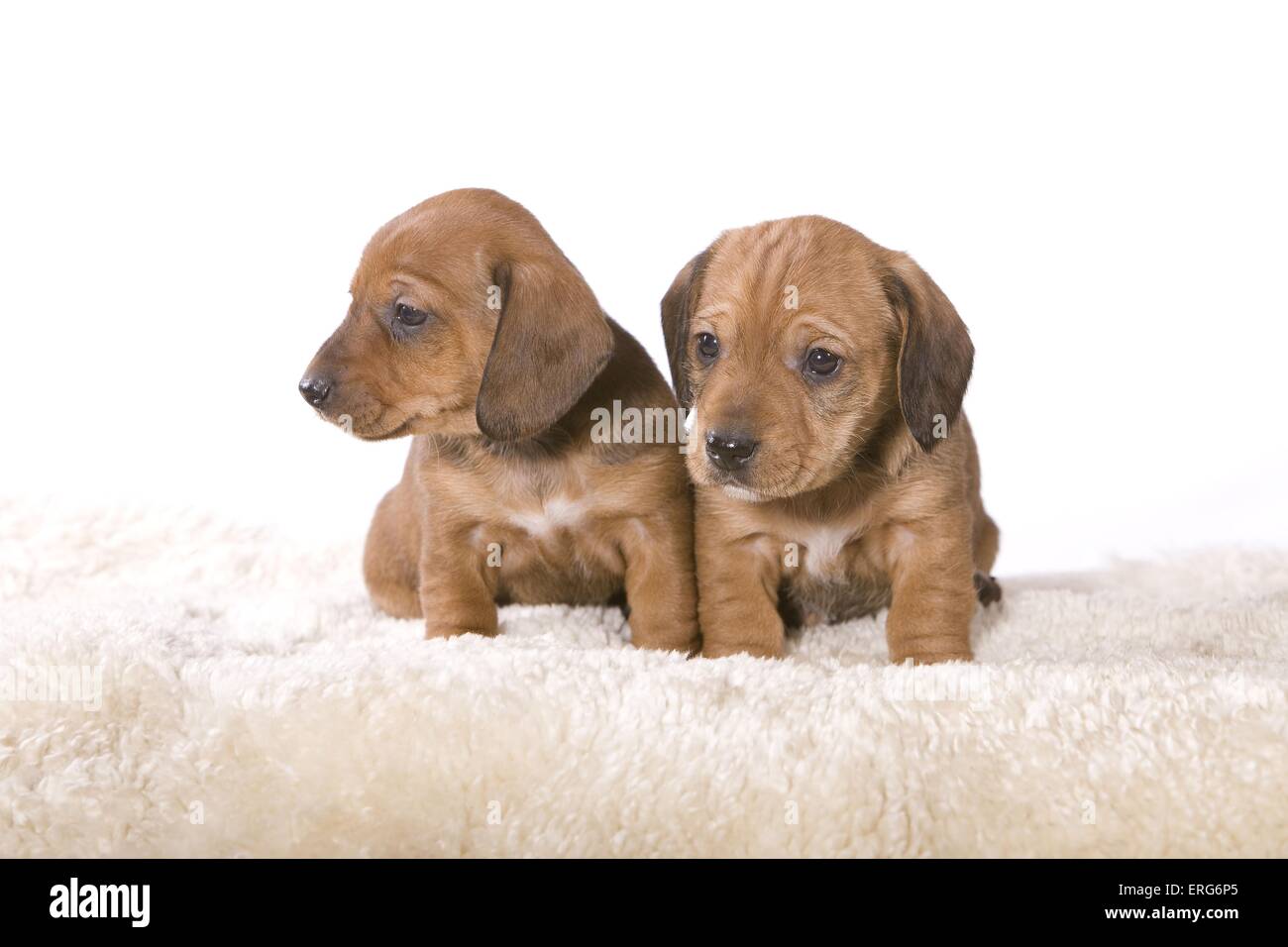 5 young dogs hi-res stock photography and images - Alamy