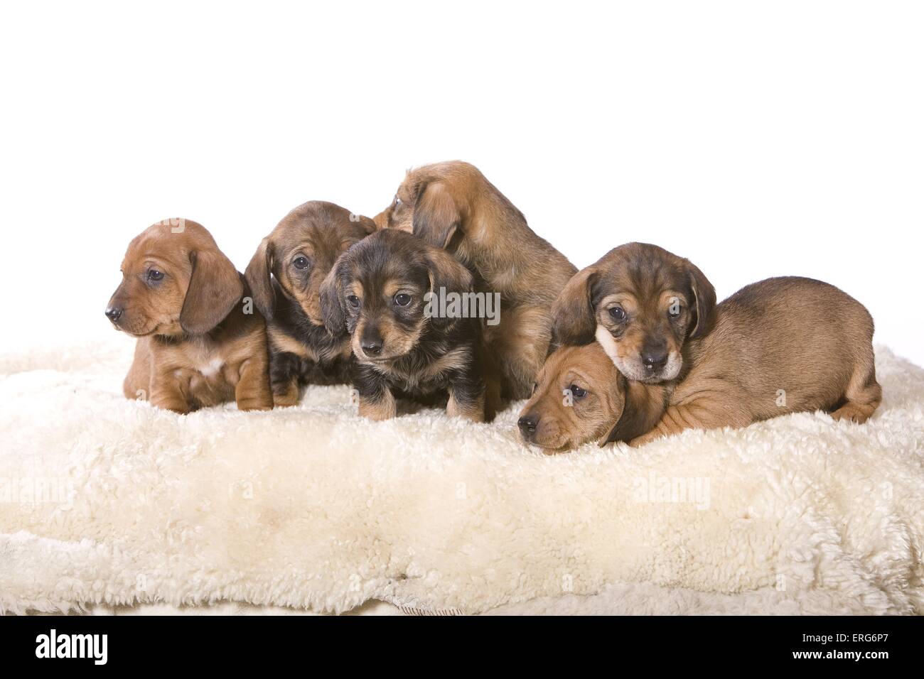 Young puppies hi-res stock photography and images - Alamy