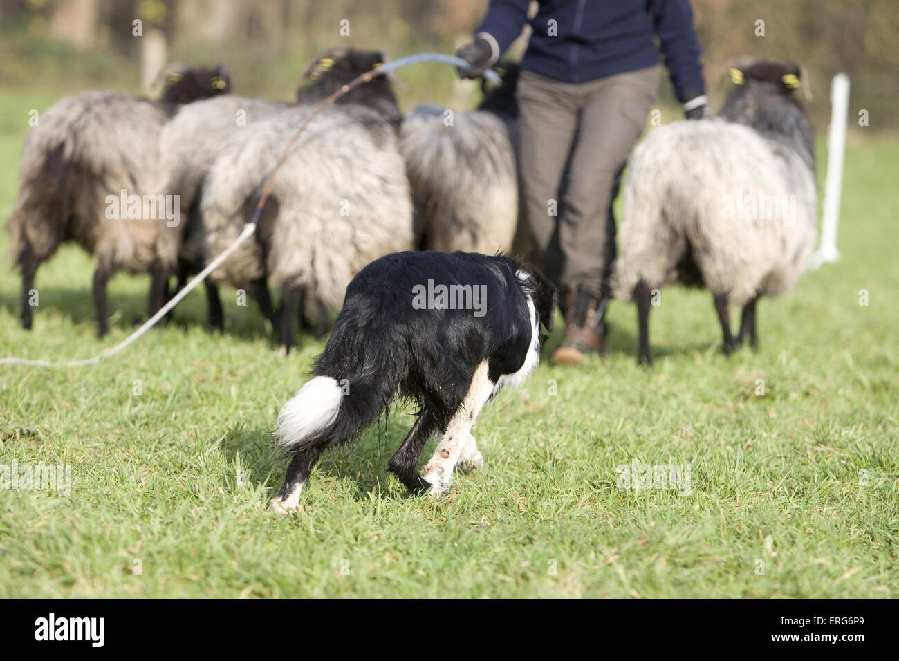 Border Collie Back High Resolution Stock Photography and Images - Alamy