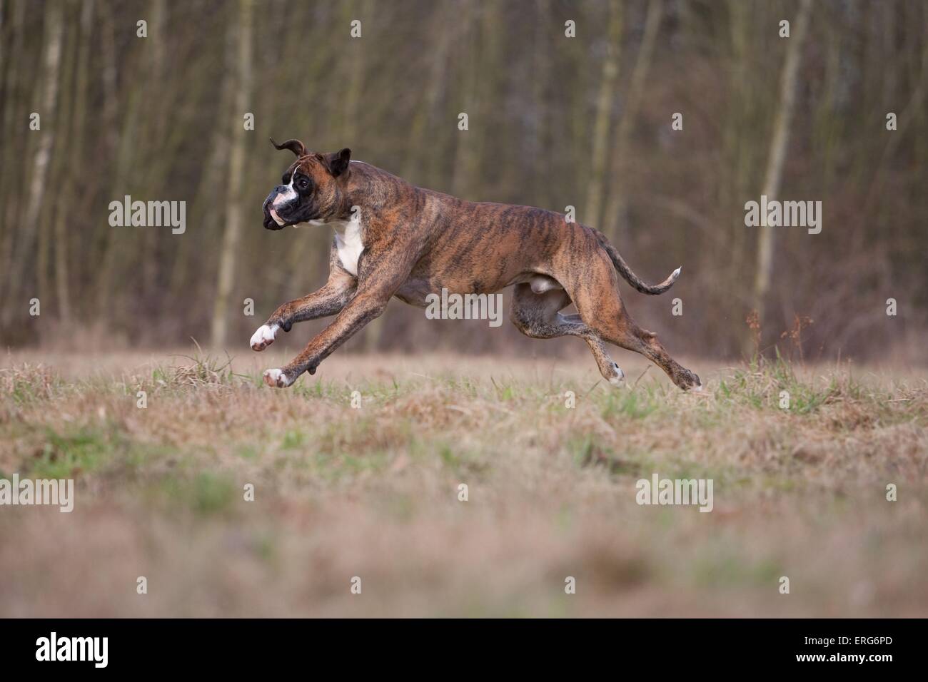Boxer profile hi-res stock photography and images - Alamy