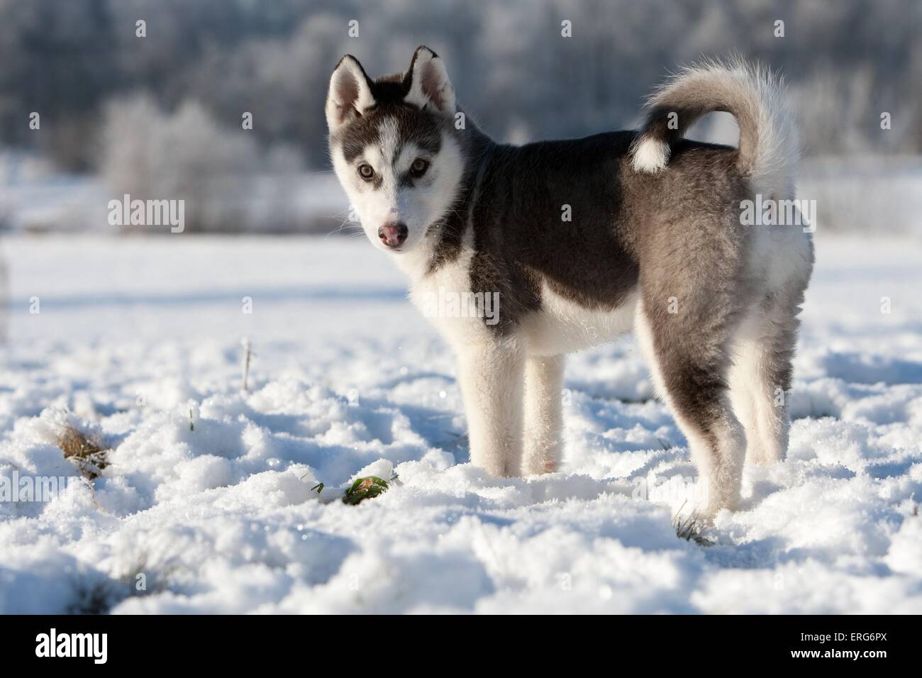 Siberian Husky Puppy Stock Photo - Alamy