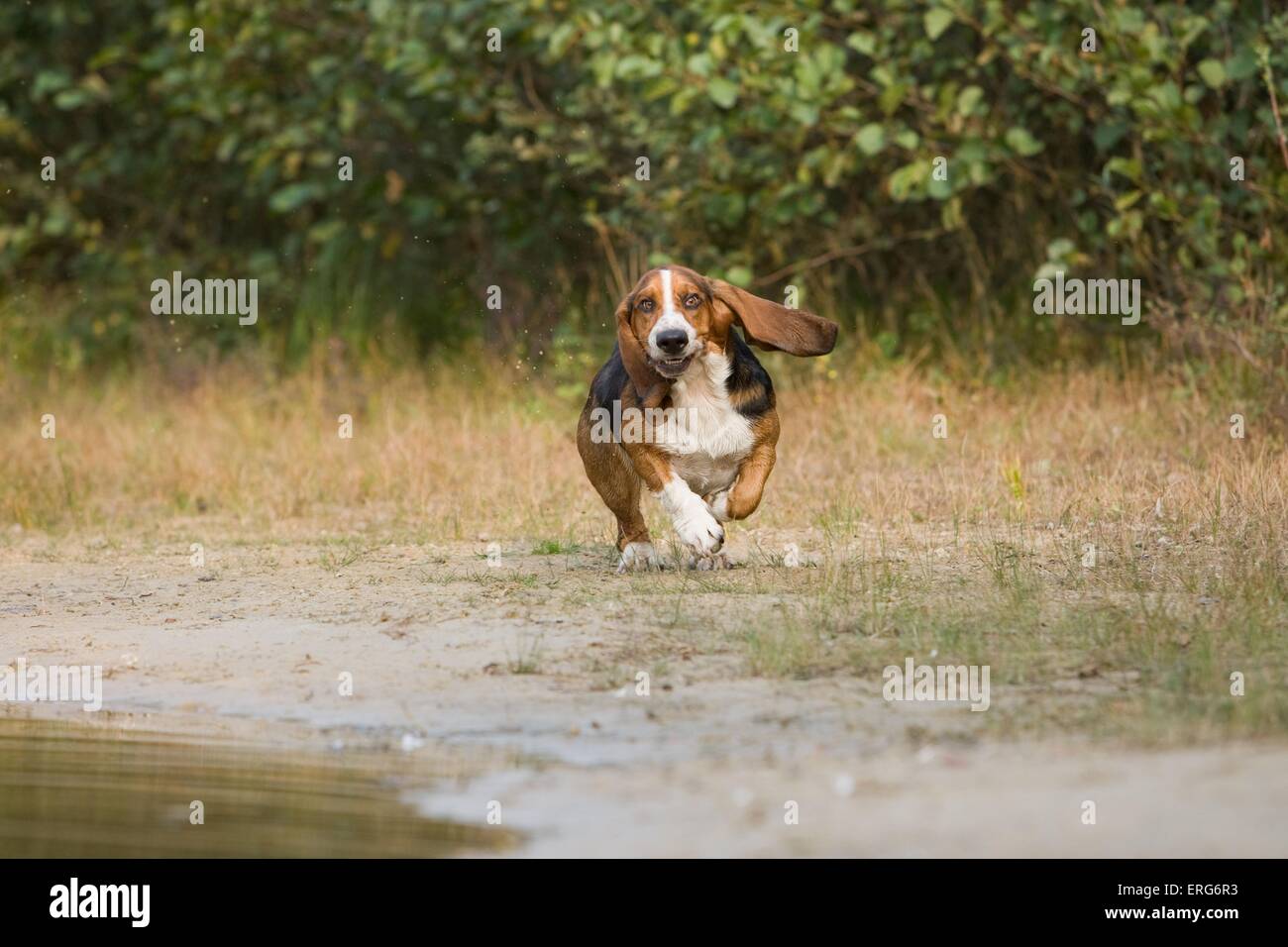 running Basset Hound Stock Photo - Alamy