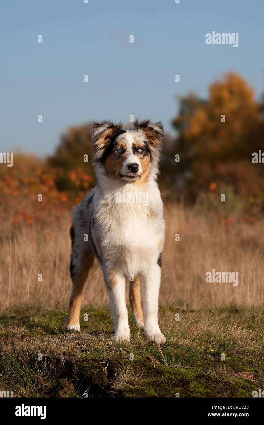 standing young Australian Shepherd Stock Photo - Alamy