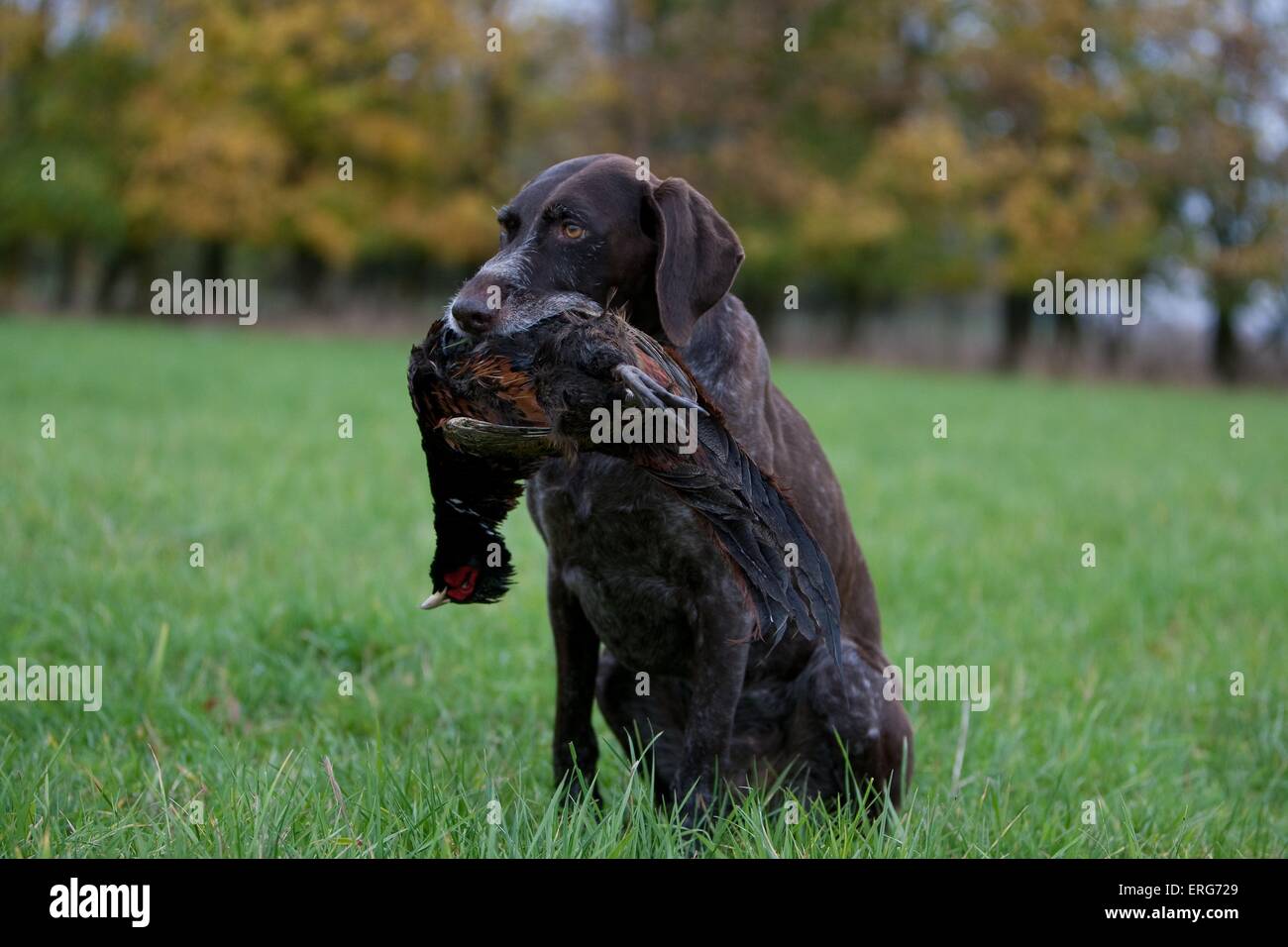 Big pheasant hi-res stock photography and images - Alamy