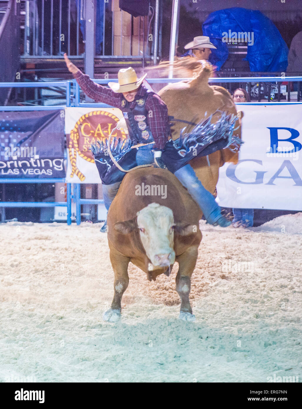 Cowboy Participating in a Bull riding Competition at the Helldorado ...