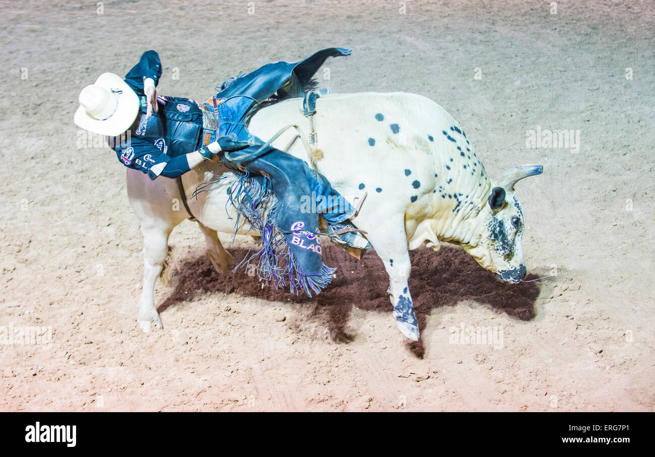 Cowboy Participating in a Bull riding Competition at the Helldorado ...