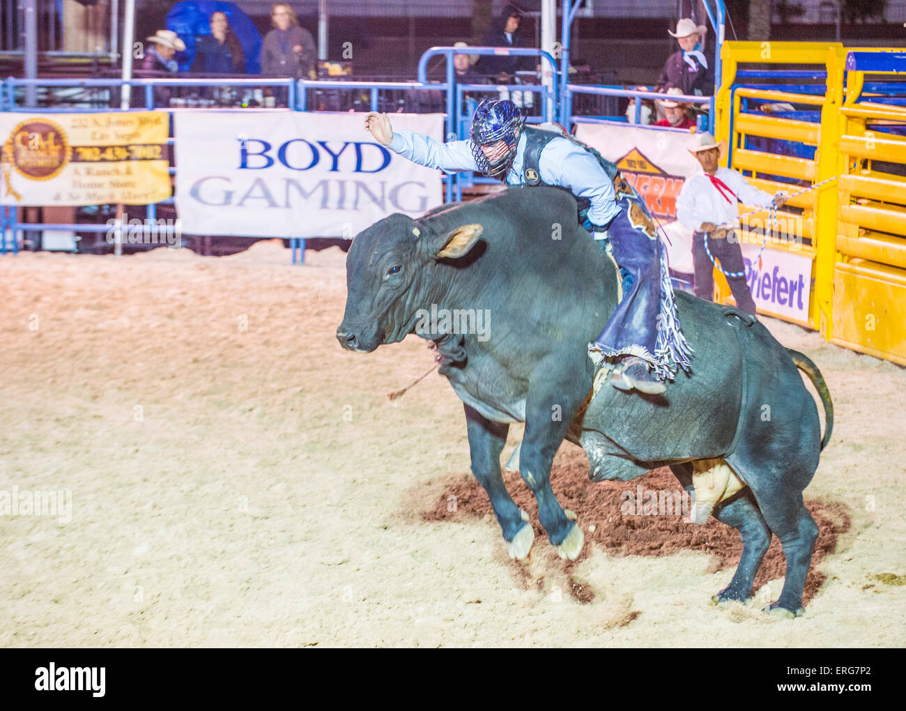 Cowboy Participating in a Bull riding Competition at the Helldorado ...