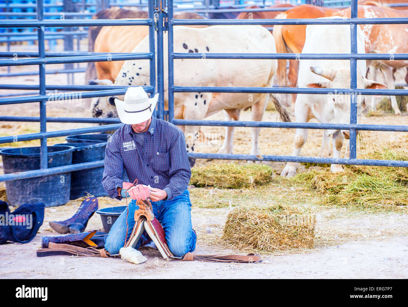 Cowboy preparing for the Helldorado days Rodeo , A professional rodeo ...