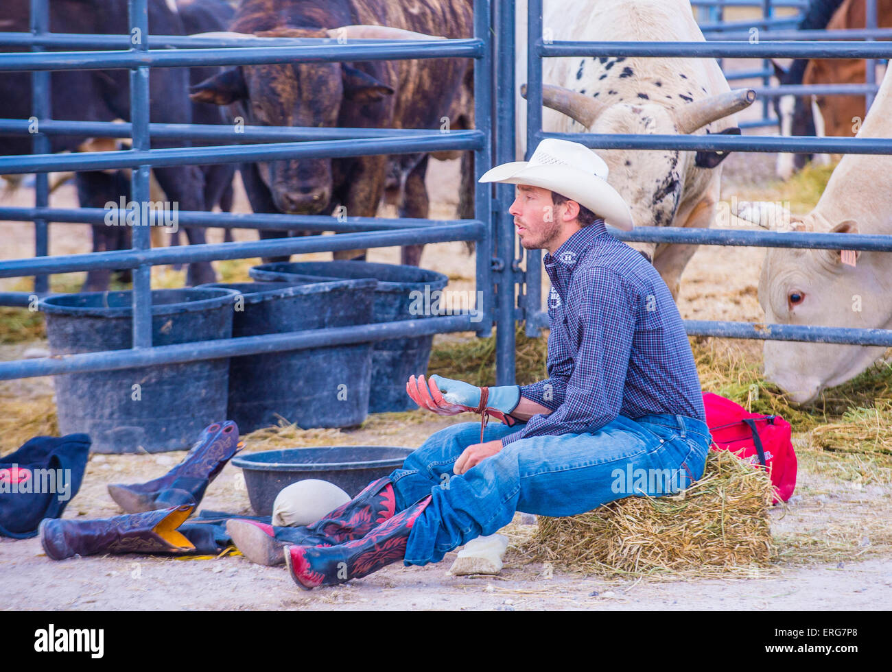Cowboy preparing for the Helldorado days Rodeo , A professional rodeo ...
