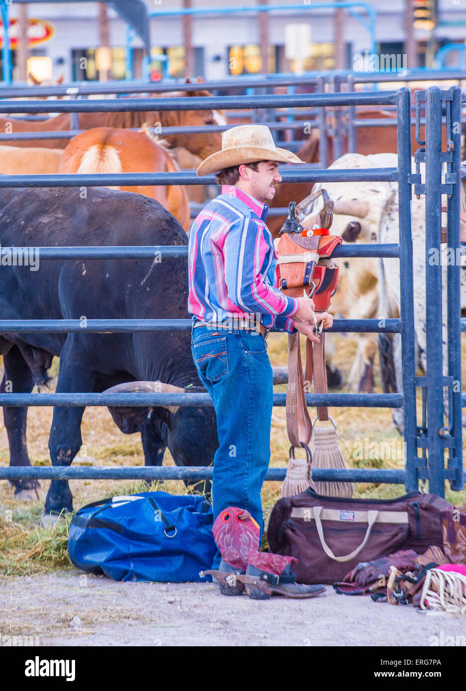 Cowboy preparing for the Helldorado days Rodeo , A professional rodeo ...