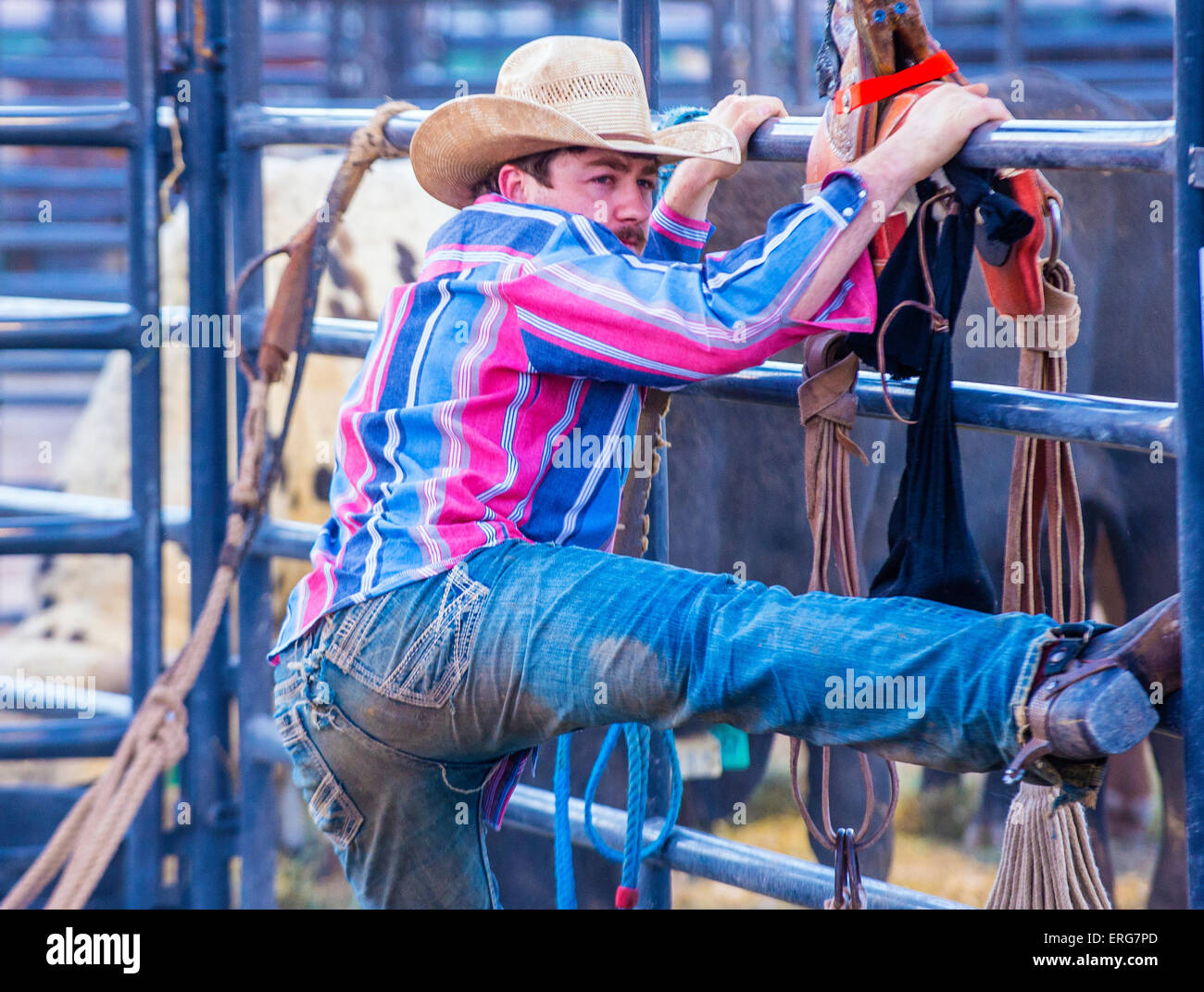 Cowboy preparing for the Helldorado days Rodeo , A professional rodeo ...