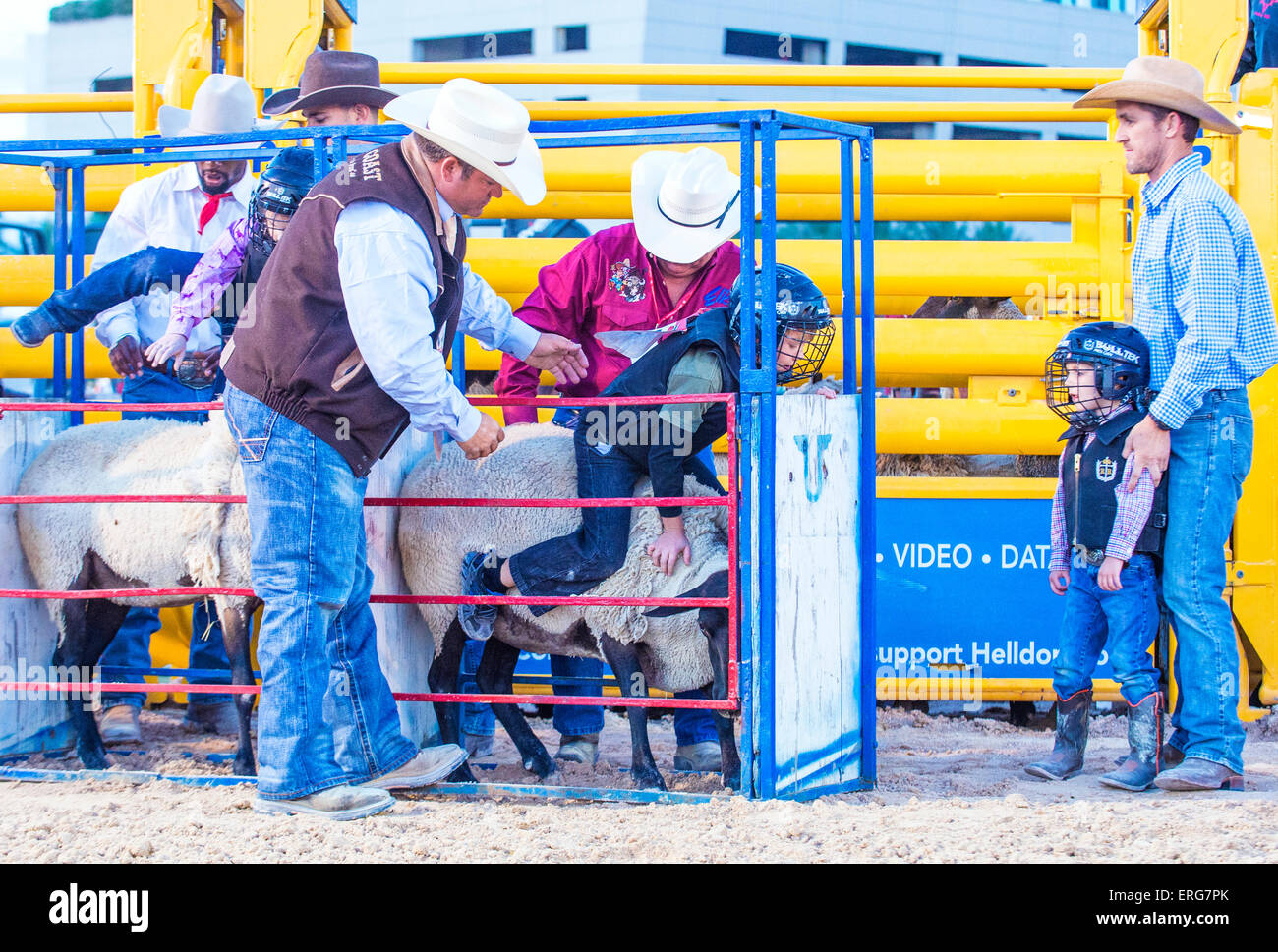 A boy riding on a sheep during a Mutton Busting contest at the Clark ...
