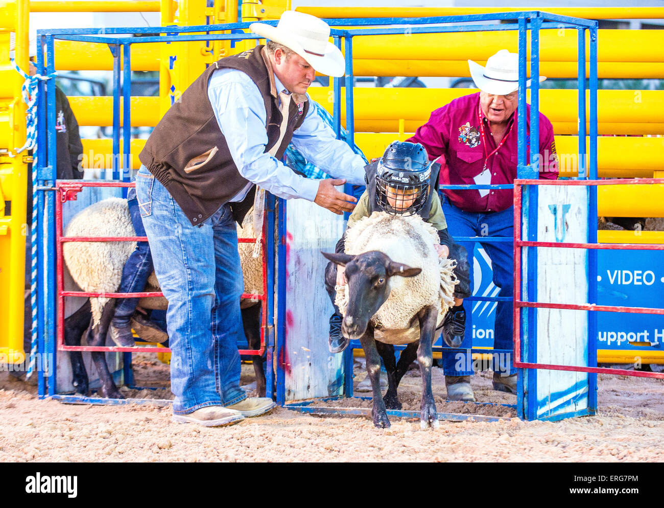 A boy riding on a sheep during a Mutton Busting contest at the Clark ...
