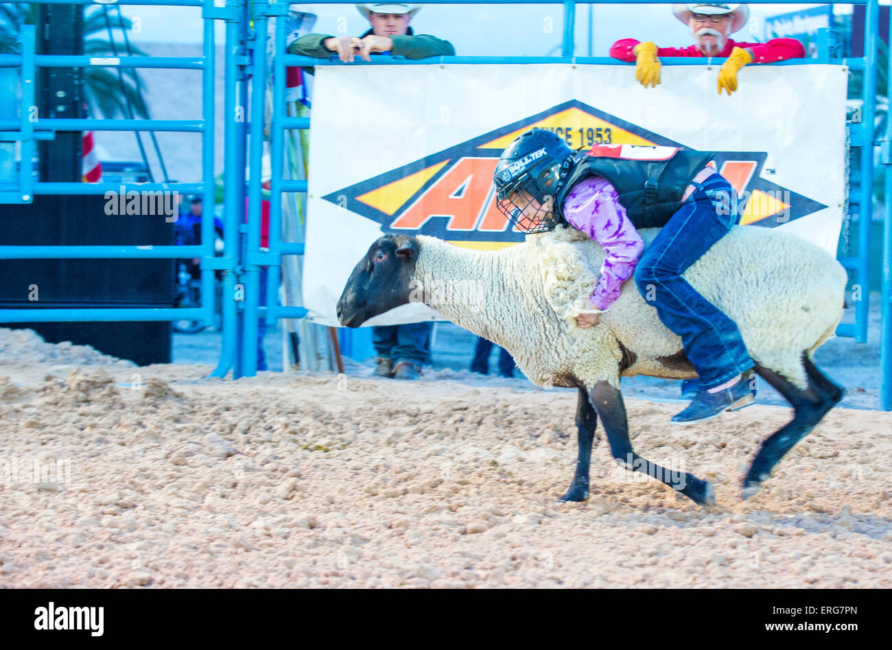 A boy riding on a sheep during a Mutton Busting contest at the Clark ...