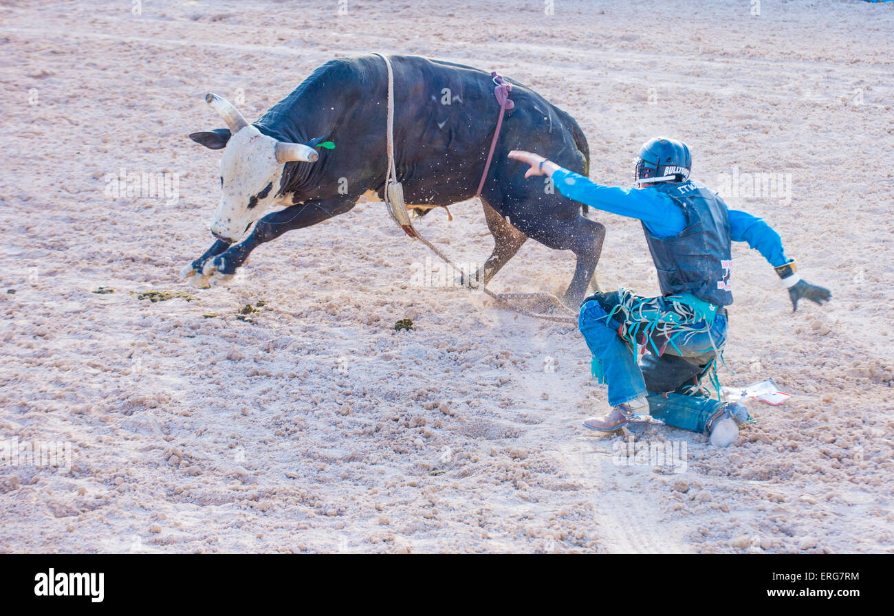 Cowboy Participating in a Bull riding Competition at the Helldorado ...