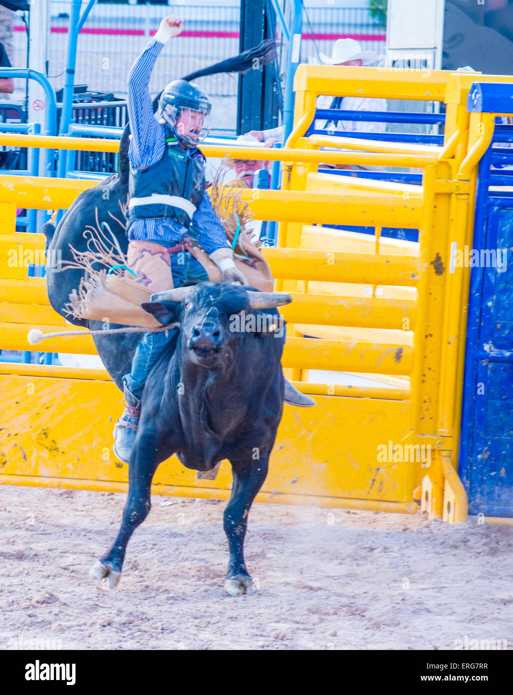 Cowboy Participating in a Bull riding Competition at the Helldorado ...