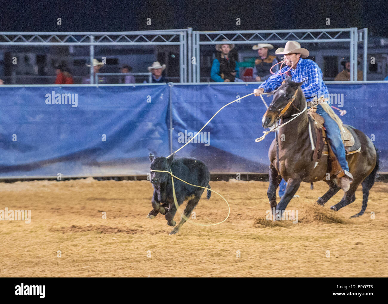 Cowboy Participating in a Calf roping Competition at the Helldorado ...