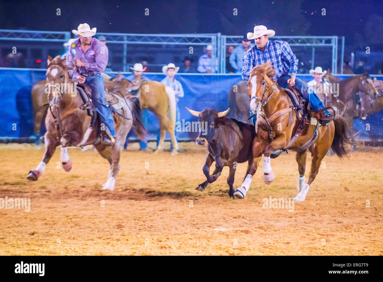 Cowboys Participating in a Calf roping Competition at the Helldorado ...